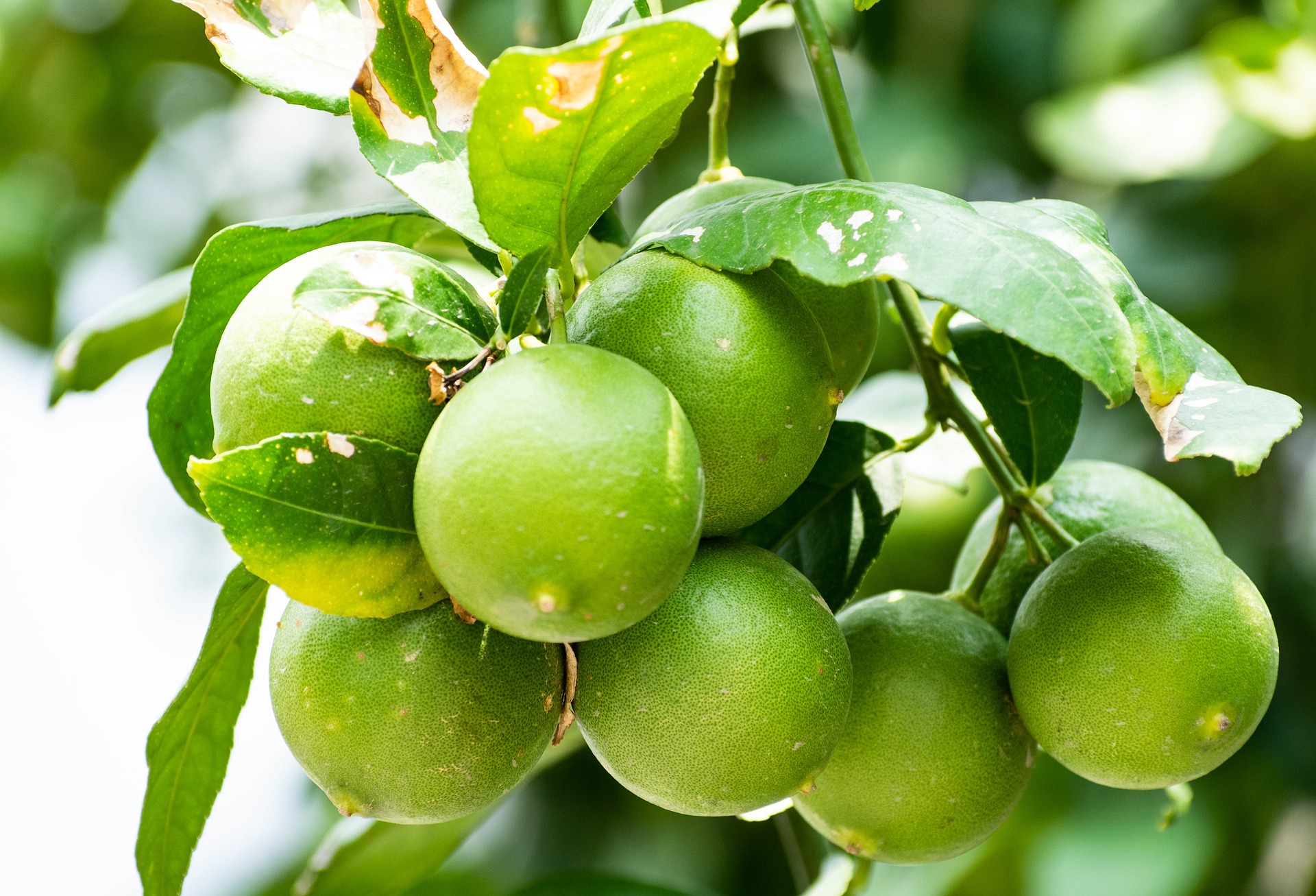 Kagzi Lime Acid Lime Farming Amra Farms Kagzi Lime Acid Lime Farming Amra Farms
