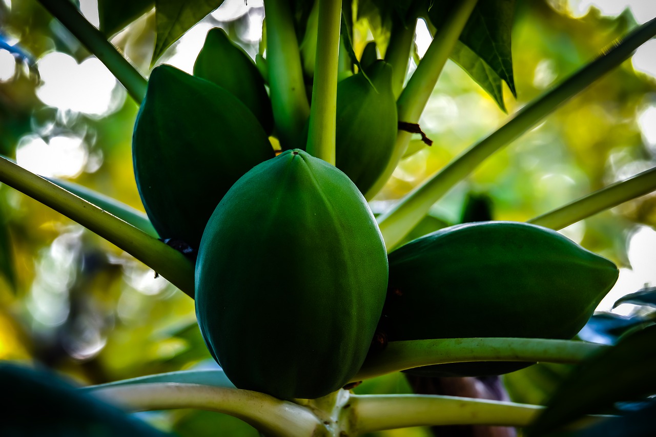 Papaya Farmers - Income, Profit, Costs & Yield Per acre » Amra Farms
