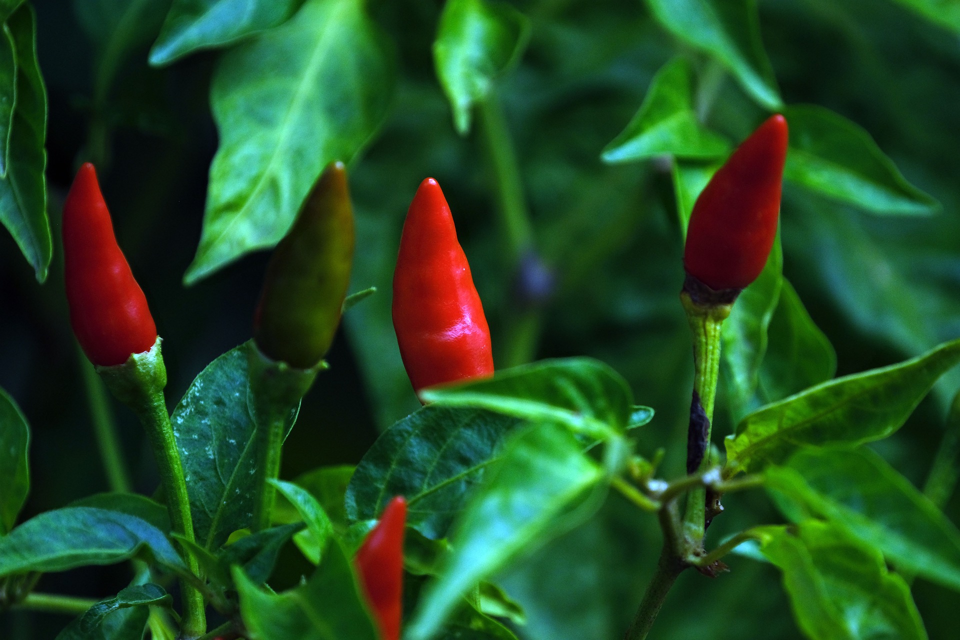 Birds Eye Chilli - Kanthari chili cultivation in Kerala » Amra Farms